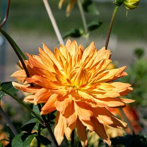 Home | Chelan Valley Farms