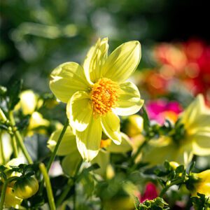 Home | Chelan Valley Farms