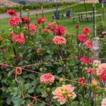 Home | Chelan Valley Farms & Lagriōth Winery, Taste Wine & U-Pick