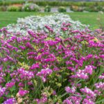 Home | Chelan Valley Farms & Lagriōth Winery, Taste Wine & U-Pick