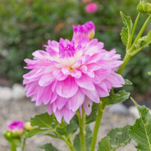 Home | Chelan Valley Farms & Lagriōth Winery, Taste Wine & U-Pick