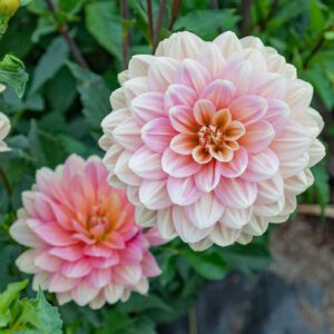 Home | Chelan Valley Farms & Lagriōth Winery, Taste Wine & U-Pick