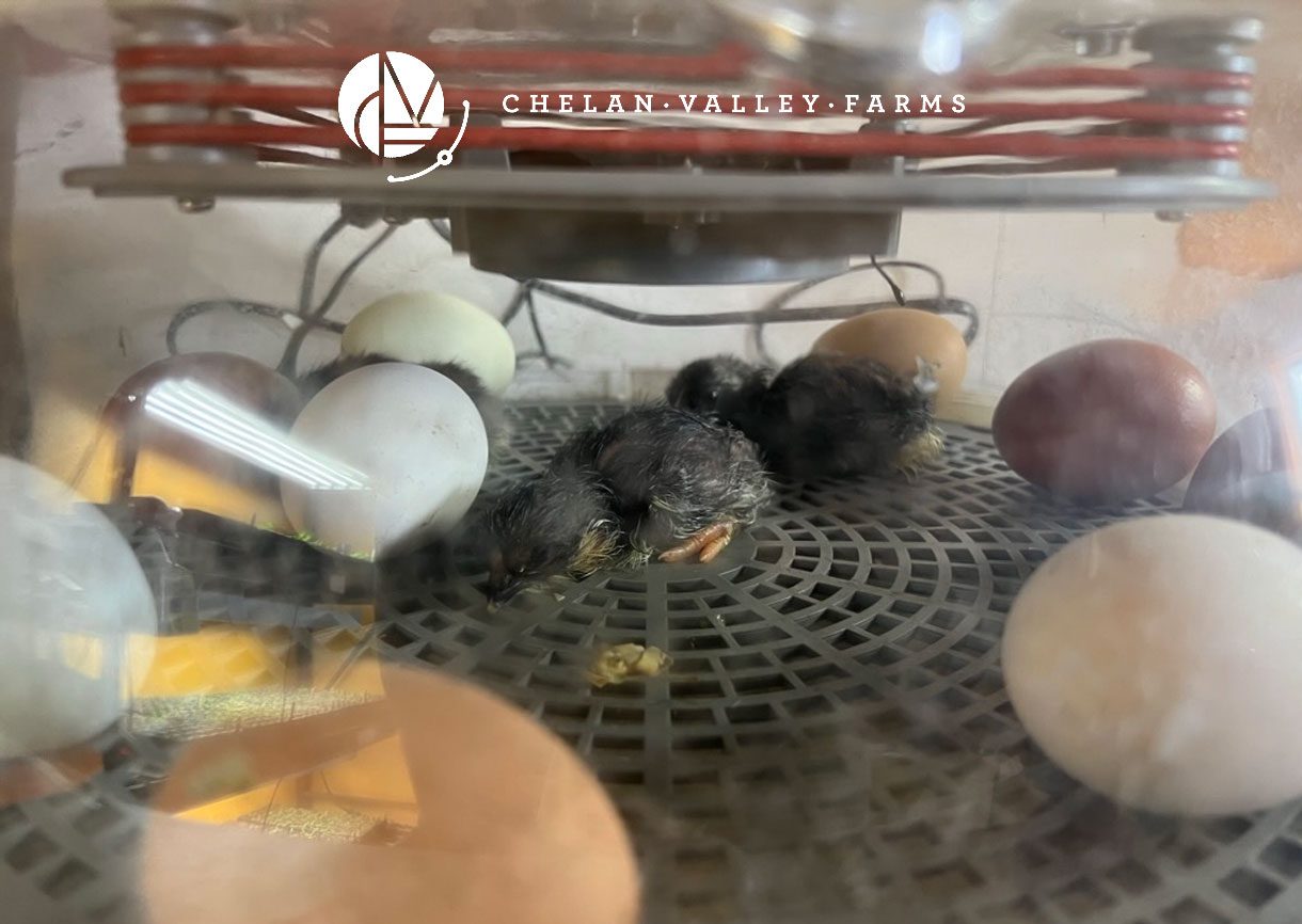 Hatching Baby Chicks, Varieties and Colors of Eggs | Chelan Valley Farms