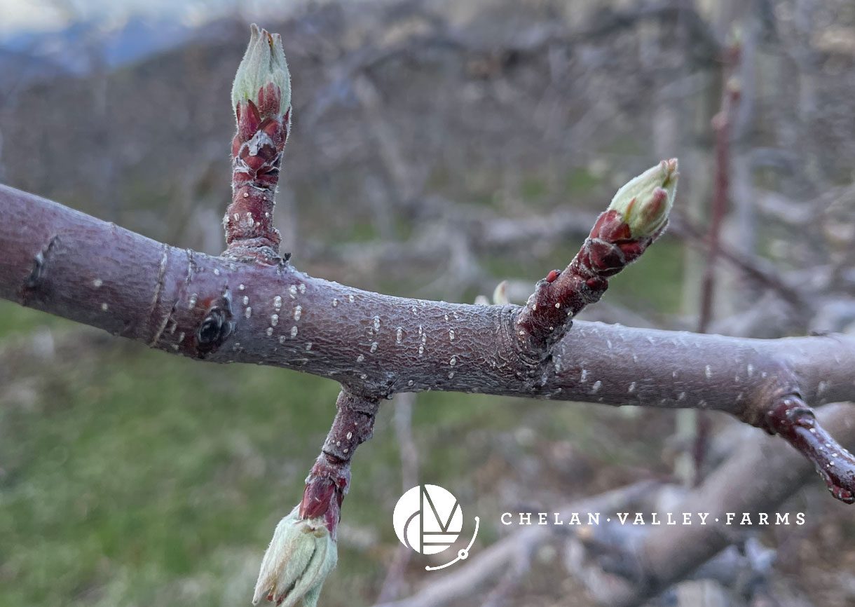 Bud Break on the Farm | Chelan Valley Farms