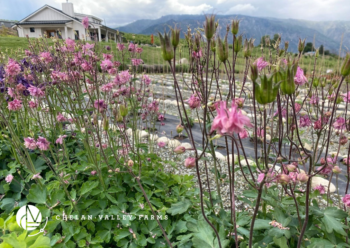 Cultivating a Pollinator Garden: A Guide for Washington State's Farm ...