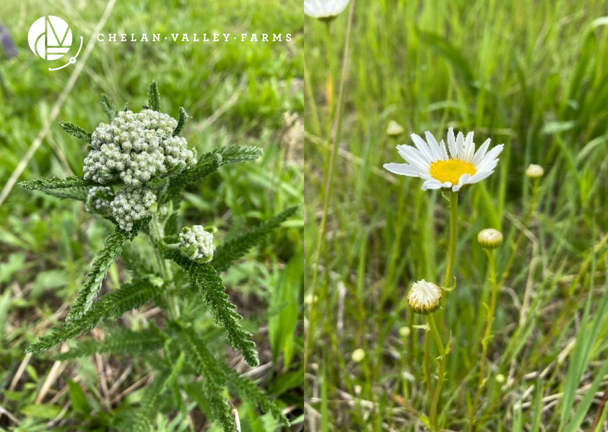 Cultivating a Pollinator Garden: A Guide for Washington State's Farm ...