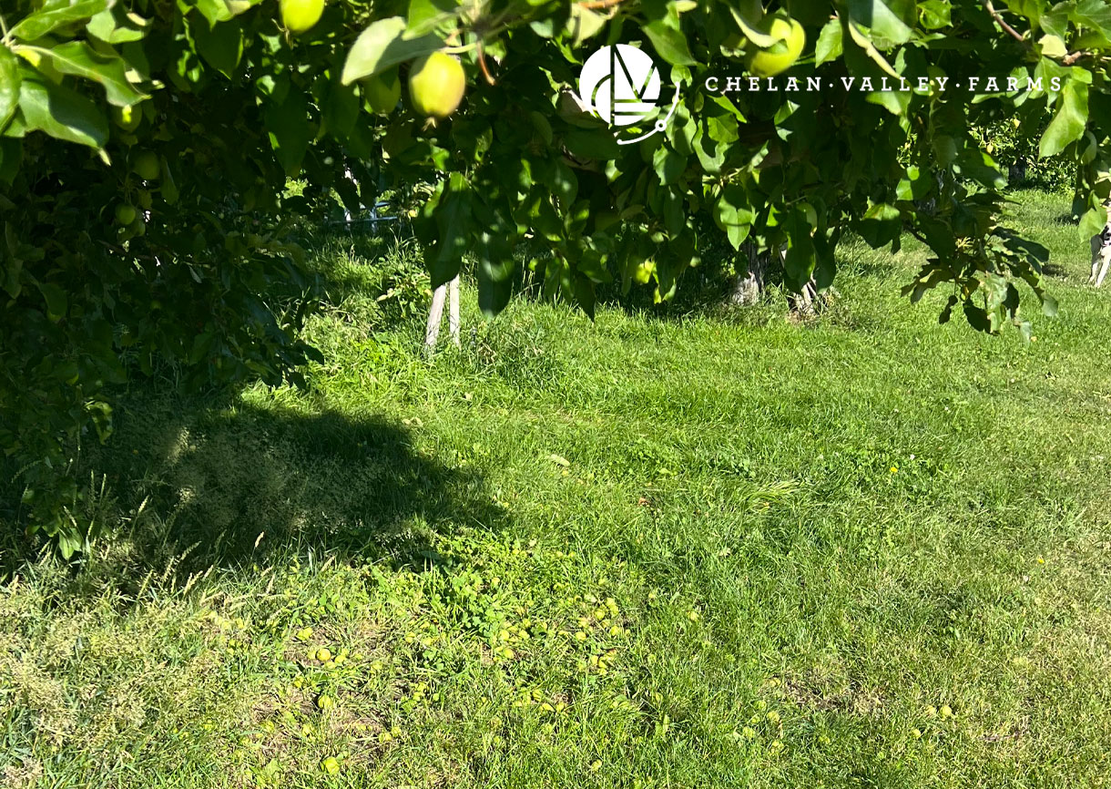Behind the Scenes in the Orchard: The Art and Science of Apple Thinning ...