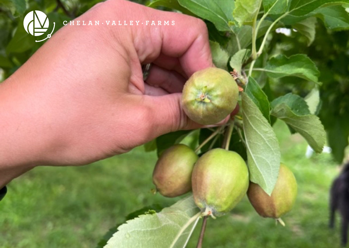 Behind the Scenes in the Orchard: The Art and Science of Apple Thinning ...