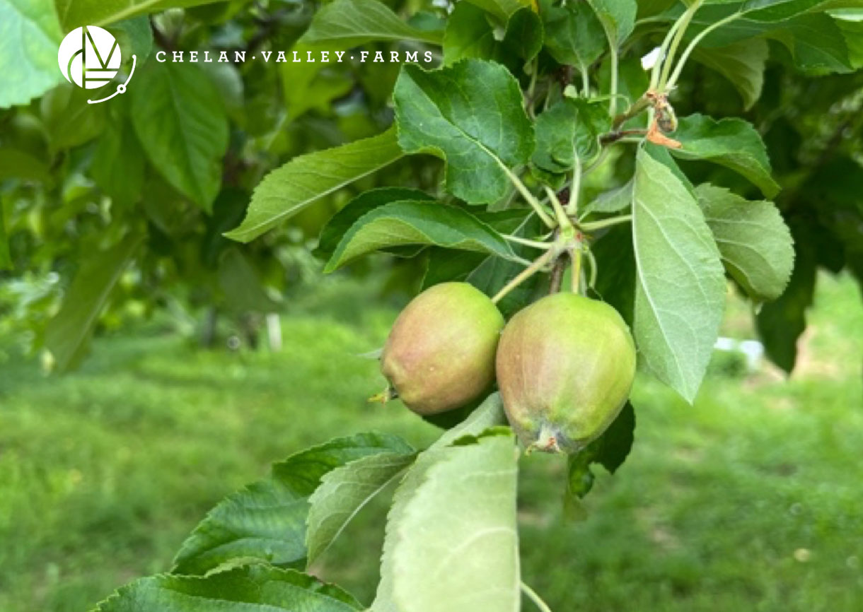 Behind the Scenes in the Orchard: The Art and Science of Apple Thinning ...