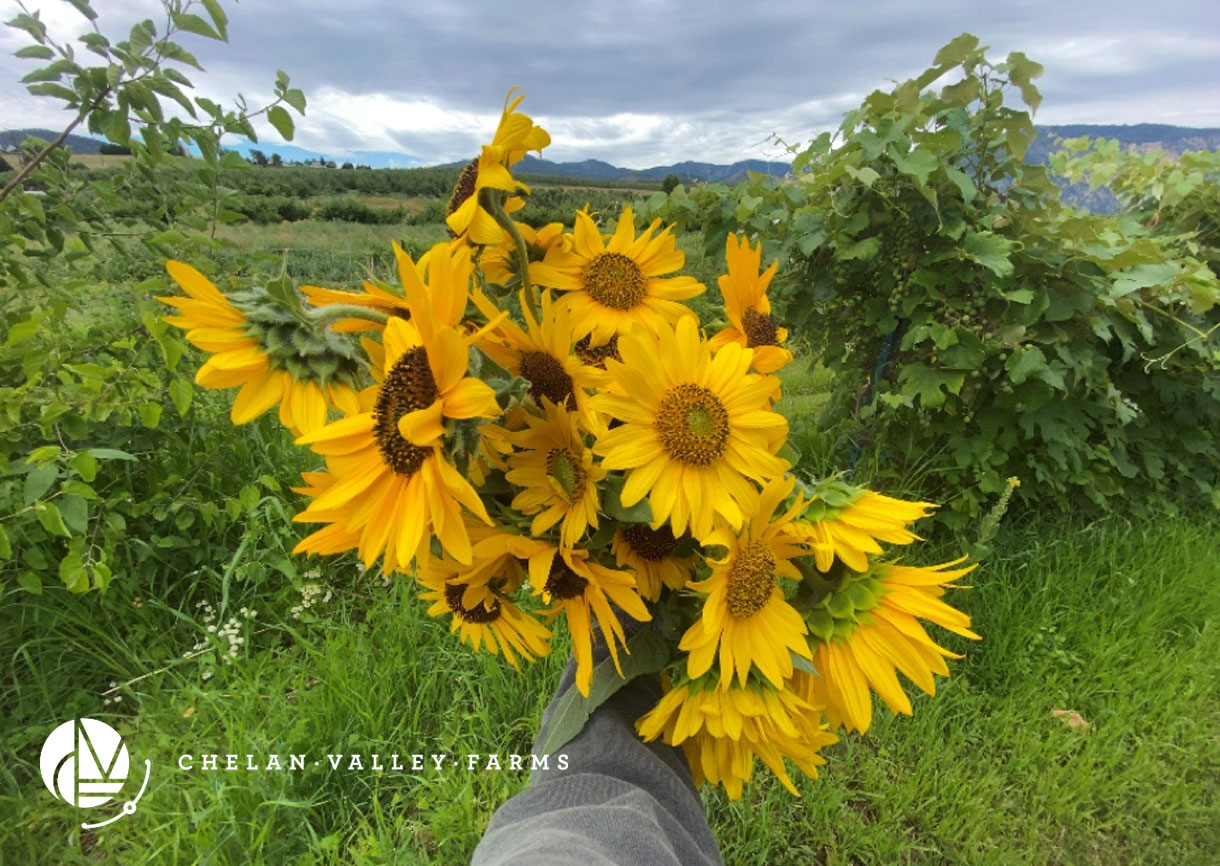 Exploring Sunflowers: The Farm Facts | Chelan Valley Farms