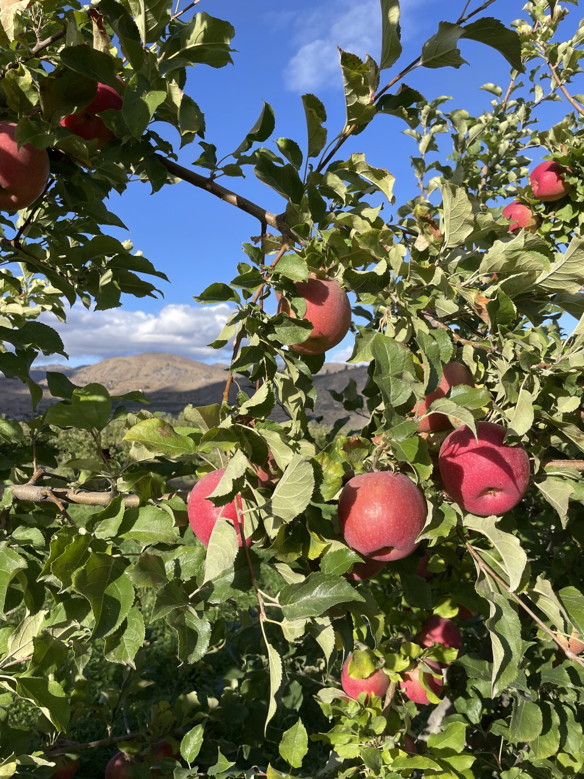 U-pick Apples | Chelan Valley Farms