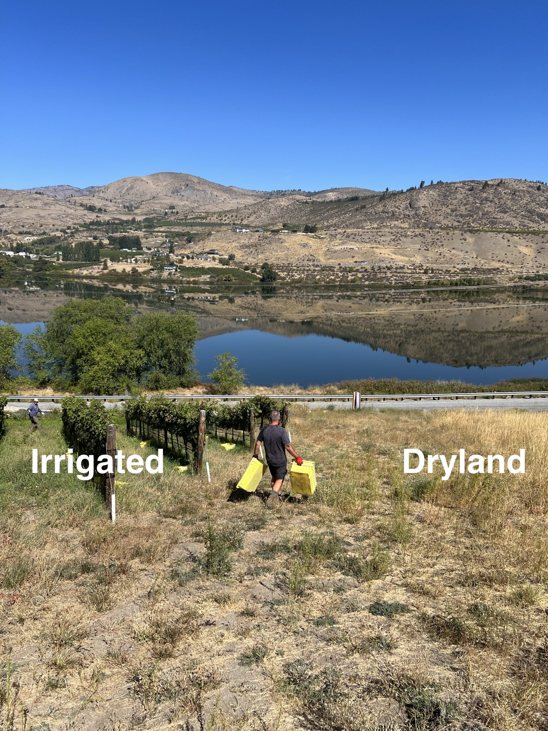 What is the difference between dryland and irrigated farming?